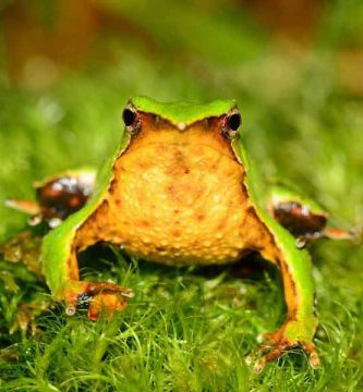 rhinoderma darwinii archivos - barrameda.com.ar rhinoderma darwinii archivos - barrameda.com.ar